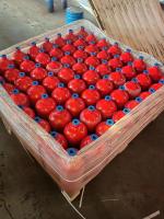 China Fire CO2 Cylinder Stainless Steel Gas Cylinder CO2 Fire Fighting Gas Cylinder for Fire System for sale