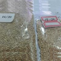 China 10-100 mesh China Manufacturing Walnut Shell Abrasive/ Walnut in Shell for Surface Treatment for sale