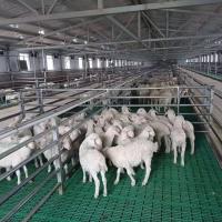 China Reinforced Plastic Slatted Floor for Goat & Sheep Farm | 1000×500mm Livestock Flooring for sale