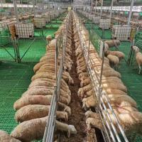 China Reinforced Plastic Slatted Floor for Goat & Sheep Farm | 1000×500mm Livestock Flooring for sale