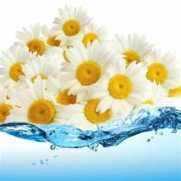 China Pure Chamomile Flora Water Chrysanthellum Indicum Flower Water For Skincare for sale