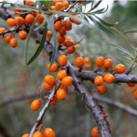 China Sea Buckthorn Seed Oil Raw Materials Hippophae Rhamnoides Seed Oil Barrel for sale