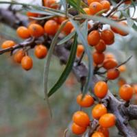 China Barrel Hippophae Rhamnoides Seed Oil Anti Inflammatory Sea Buckthorn Seed Oil For Skin for sale