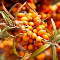 China Raws Sea Buckthorn Fruit Oil Hippophae Rhamnoides Fruit Oil Barrel Antibacterial for sale