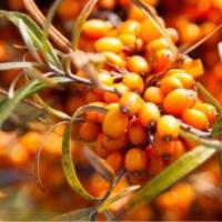 China Cosmetics Sea Buckthron Fruit Oil Barrel INCI Hippophae Rhamnoides Fruit Extract for sale
