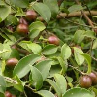 China Natural Camellia Seed Oil Raws Skin Conditioning Camellia Oleifera Seed Oil Barrel for sale