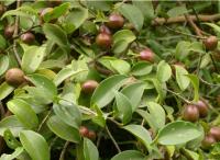 China Raws Cosmetic Camellia Seed Oil Moisturizing Calming Ingredients Multi-Functional Camellia for sale