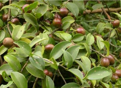 China Raws Cosmetic Camellia Seed Oil Moisturizing Calming Ingredients Multi-Functional Camellia for sale