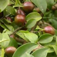 China Raws Cosmetic Camellia Seed Oil Barrel Moisturizing Calming Ingredients for sale