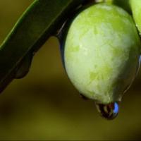 China 8001-25-0 Olive Oil Raw Materials Barrel Olea Europaea Fruit Oil For Skin for sale