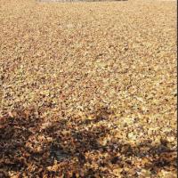 China CAS No. 94333-93-4 20/30 Mesh Camellia Oleifera Seed Extract Powder for sale