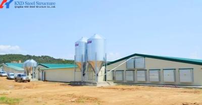 China Double Light Steel Structure Chicken House With Fully Automatic Equipment for sale