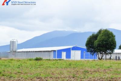 China Automatic Steel Poultry House Prefab Broiler Chicken Houses Steel Structure for sale