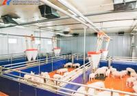 China Fast Build Steel Structure Poultry Shed Construction Customized for sale