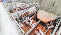 China Insulation Fireproof Piggery Shed   Poultry Farm Shed Building for sale