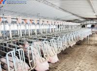 China Piggery Equipment Pig Farming Crate System For Pig Shed Farm for sale