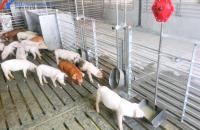 China 304 Stainless Steel Piglet Feeder Piggery Equipment For Livestock Piglet for sale