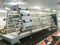 China Chicken Raising Automatic Poultry Cage , Battery Chicken Cages For Laying Eggs for sale