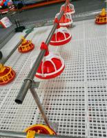 China A Type H Type Battery Cage Automatic Feeding System For Broiler Poultry Farming for sale