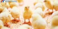 China Automatic Broiler Poultry Equipment Plastic Poultry Farm Feeding System for sale