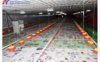 China Custom Broiler Poultry Equipment Automatic Broiler Feeding System for sale