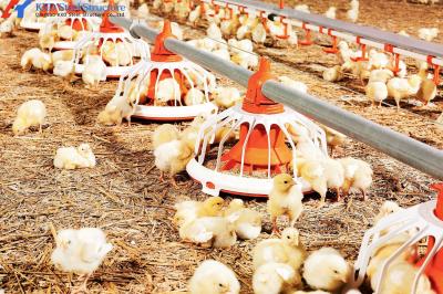 China Convenient Assembly Automatic Chicken Feeder System , Broiler  Chicken Drinking System for sale