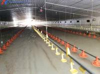 China Quick Fitting Automatic Feeding And Drinking System For Broiler Chicken Shed for sale