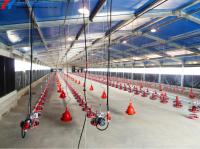 China Quick Fitting Automatic Feeding And Drinking System For Broiler Chicken Shed for sale
