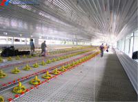 China Quick Fitting Automatic Feeding And Drinking System For Broiler Chicken Shed for sale