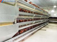 China 5 Tiers 6 Tiers Poultry Layer Cage H Type Animal Feeding Chicken Metal Cage for sale