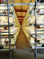 China Easy Operate Automatic Poultry Farm Equipment A Type Laying Hen Cages for sale