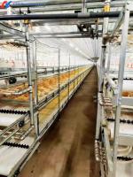 China Customized Broiler Chicken Shed A Type H Type Automatic Chicken House Equipment for sale