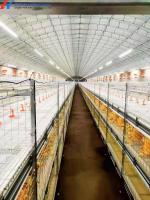China Customized Broiler Chicken Shed A Type H Type Automatic Chicken House Equipment for sale