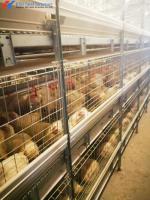 China Customized Broiler Chicken Shed A Type H Type Automatic Chicken House Equipment for sale