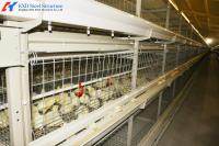 China Automatic Broiler Poultry Farming Equipment Galvanized H Type Battery Chicken Cages for sale