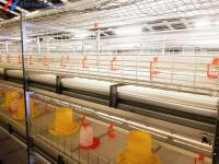 China Multifunctional Broiler Chicken Layer Battery Cage Automatic Poultry Farming Cage for sale