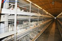 China Fully Automated Broiler Chicken Cage System For Philippines Poultry Farming for sale