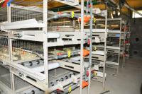 China Hot Dip Galvanized Steel Poultry Farm Cage Automatic Meat Broiler Poultry Cage for sale