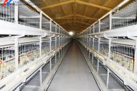 China Hot Dip Galvanized Steel Poultry Farming Cage Automatic Meat Broiler Battery Cages for sale