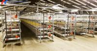 China Multifunctional Broiler Chicken Layer Battery Cage Automatic Poultry Farming Cage for sale
