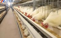 China Poultry Broiler Cage Equipment Automatic H Type Broiler Cage for sale