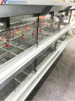 China Poultry Broiler Cage Equipment Automatic H Type Broiler Cage for sale