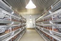 China Easy Operate Poultry Farm Automatic Laying Nest PP for sale