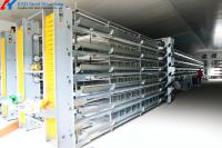 China Poultry Farm House Broiler Chicken Cage H Type A Type Corrosion Resistant for sale