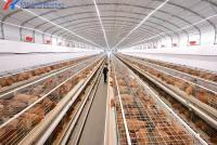 China Hot Dip Galvanized Steel Poultry Farming Cage Automatic Meat Broiler Battery Cages for sale