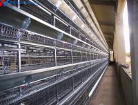 China Automatic Broiler Cage Steel Poultry Houses Easy Chicken Out for sale