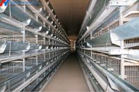 China 4 Tiers Broiler Chicken Battery Cage H Type Automated Battery Cage System for sale
