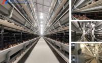 China Automatic Broiler Cage Steel Poultry Houses Easy Chicken Out for sale