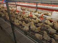 China Broiler Chicken Cage Breeder Feeding System Easy Install for sale