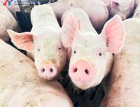 China Insulation Fireproof Piggery Shed   Poultry Farm Shed Building for sale